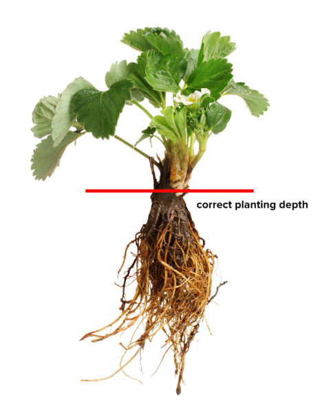 Growing Big, Juicy Strawberries Anywhere - How To Grow Everything