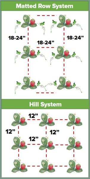 Growing Big, Juicy Strawberries Anywhere - How To Grow Everything