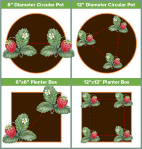 Growing Strawberries in Pots, Planters, & Containers - How To Grow ...