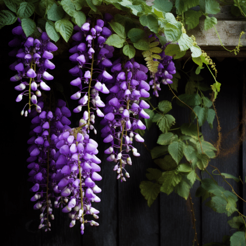 Growing Wisteria: A Comprehensive Guide - How To Grow Everything