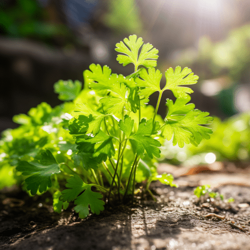 The Ultimate Guide to Growing Cilantro - How To Grow Everything