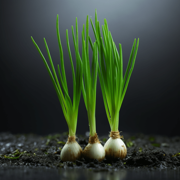 How to Grow Green Onions: A Comprehensive Guide - How To Grow Everything