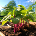 How to Grow Sweet Potatoes in Containers: A Step-by-Step Guide - How To ...