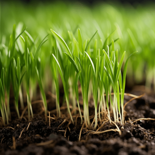 How to Grow Wheatgrass: A Comprehensive Guide - How To Grow Everything
