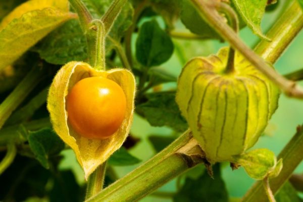 How to Grow Ground Cherry Plants for a Big Harvest - How To Grow Everything