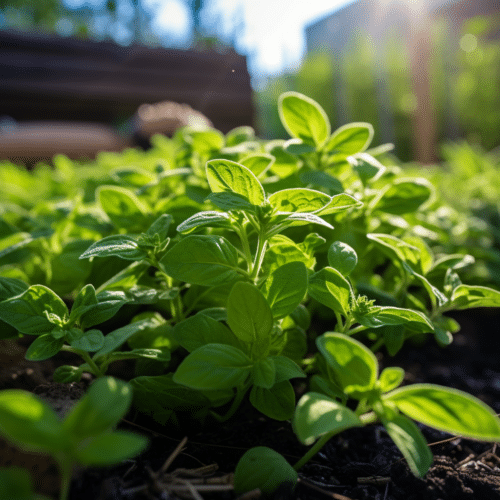 Growing Oregano in Pots - How To Grow Everything