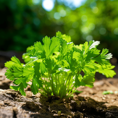 How to Grow Parsley Successfully - How To Grow Everything