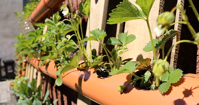 Growing Strawberries in Pots, Planters, & Containers - How To Grow ...