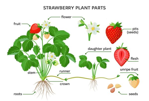 Growing Strawberries in Pots, Planters, & Containers - How To Grow ...