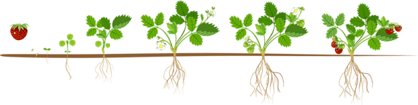 Growing Big, Juicy Strawberries Anywhere - How To Grow Everything